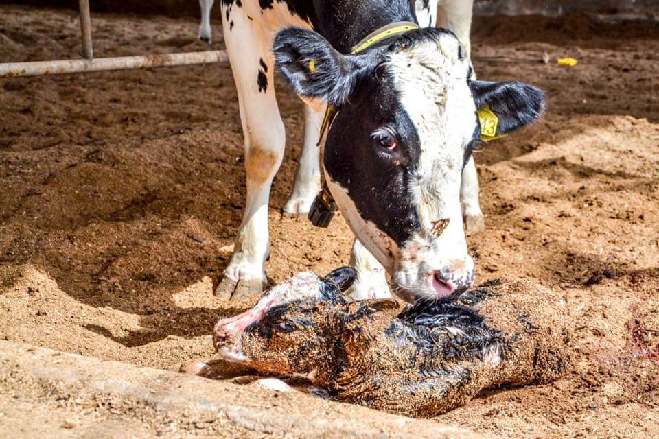 Calf Note #126 – Calidad del calostro y placenta retenida – Calf Notes.com