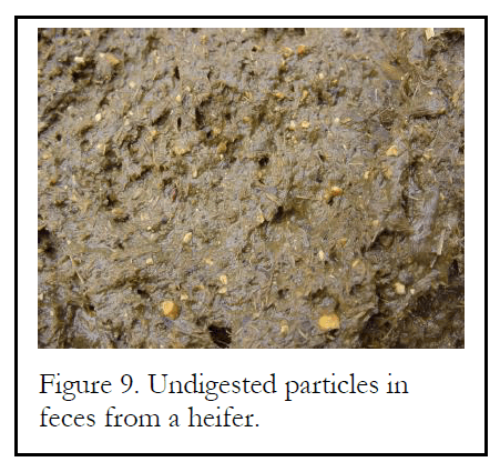 Calf Note #218 – Walking the Farm, Part 6 – digestion – Calf Notes.com