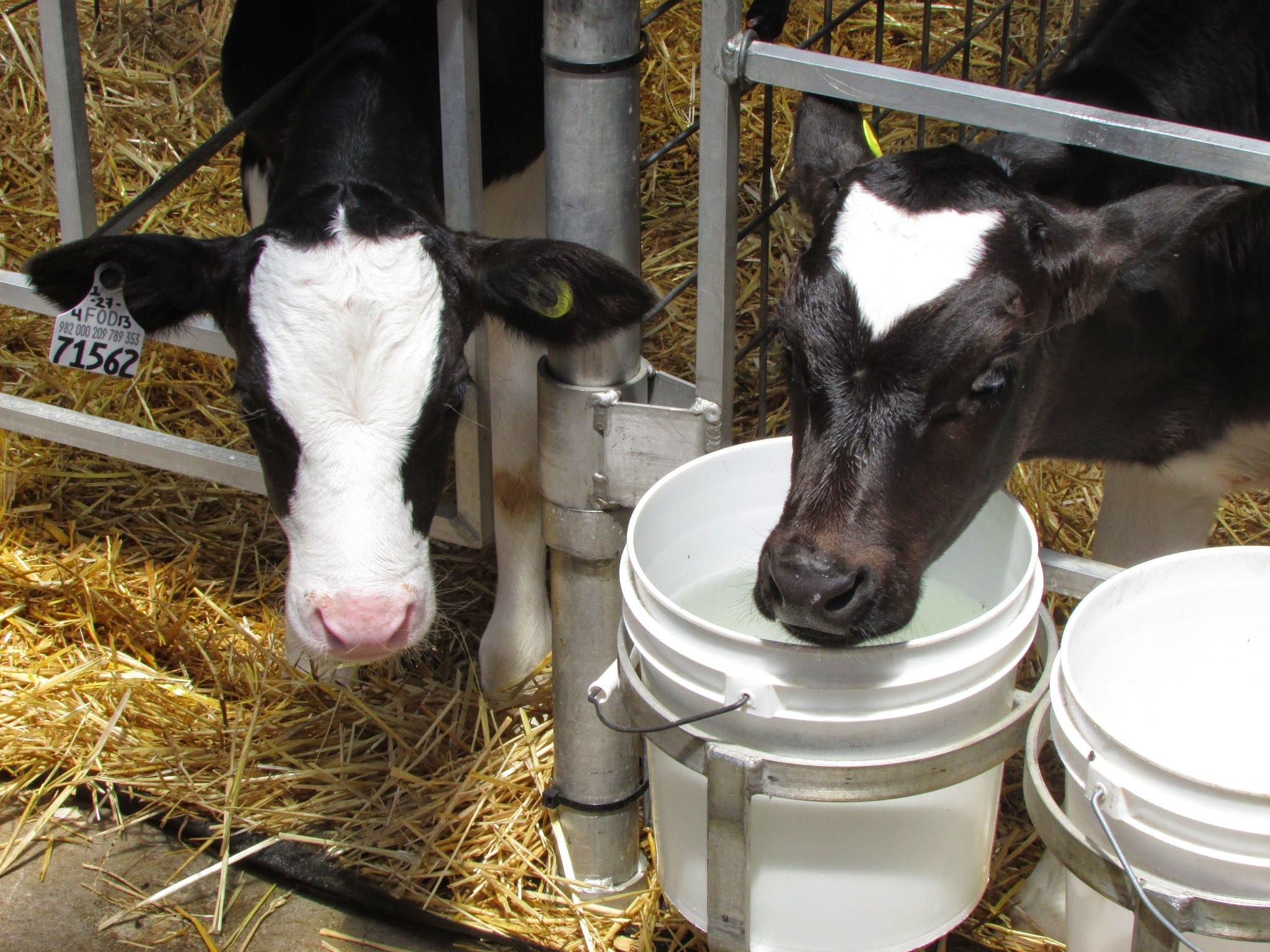 Calf Note #232 – Water intake in young calves, revisited – Calf Notes.com